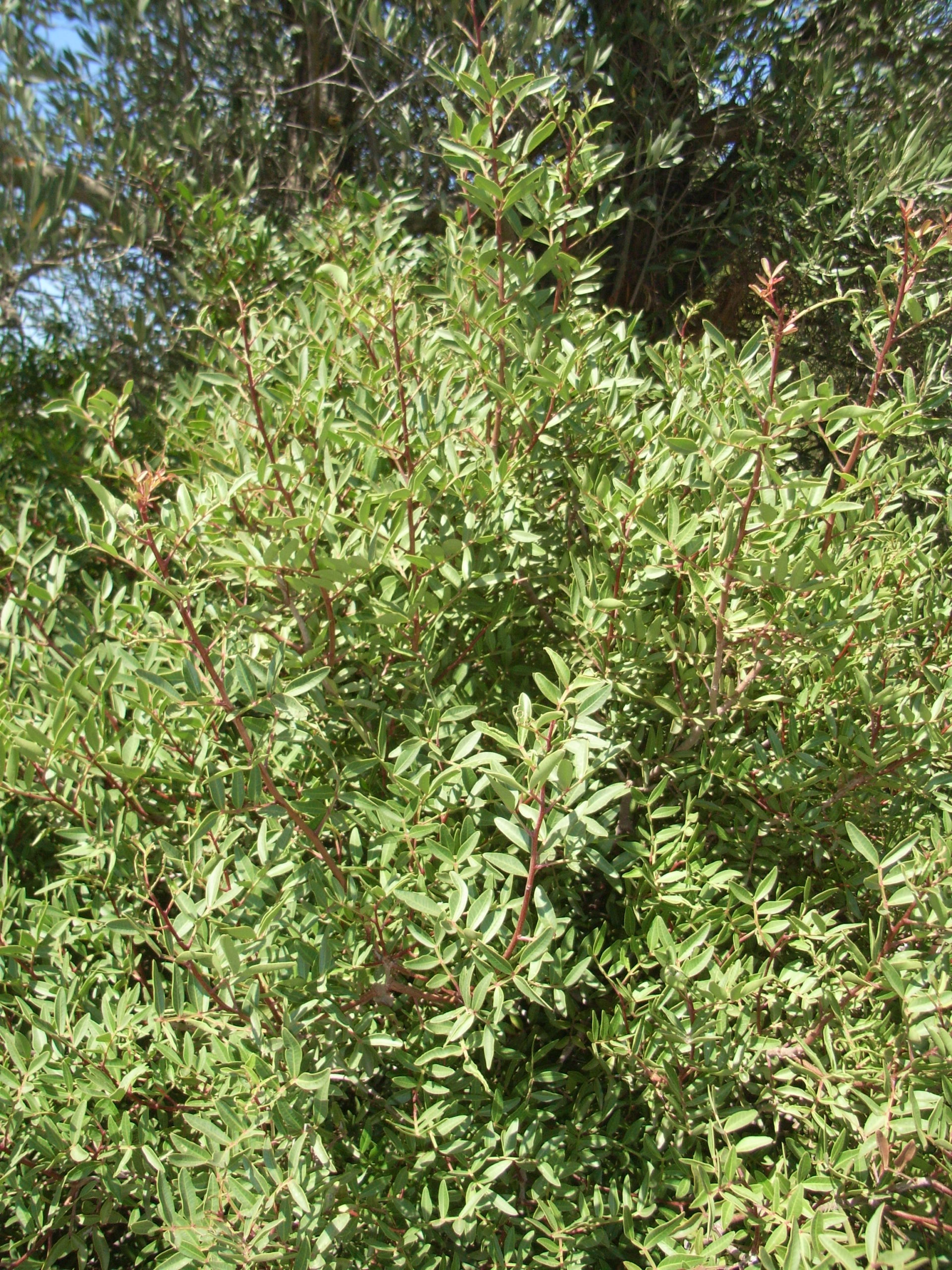 Native Woodland Trees Aim for Bold 2025-2026 Reforestation Targets ...