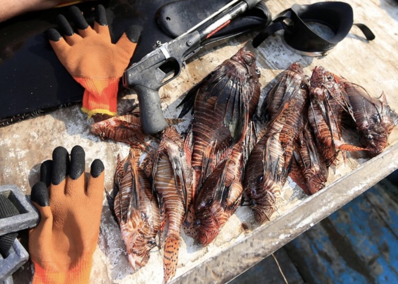 As waters warm, lionfish invasion strains Lebanon's seas | Society for ...