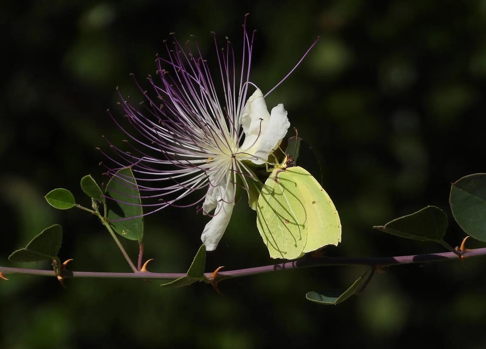 Butterflies of the Higher Matn Natural Park: A Conservation Milestone ...
