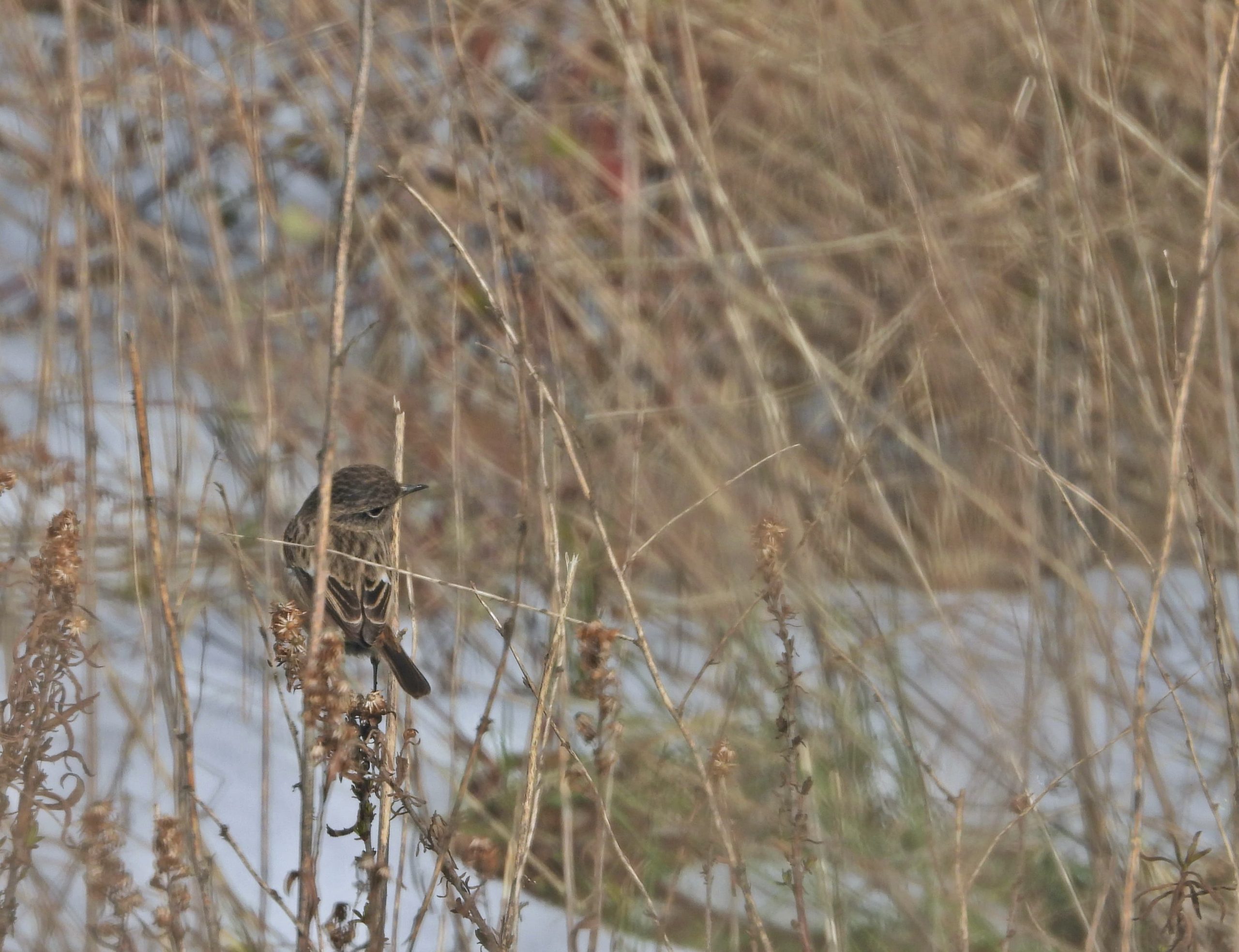 Reflecting on the nature of the seasons, Chadi Saad explores the theme ...