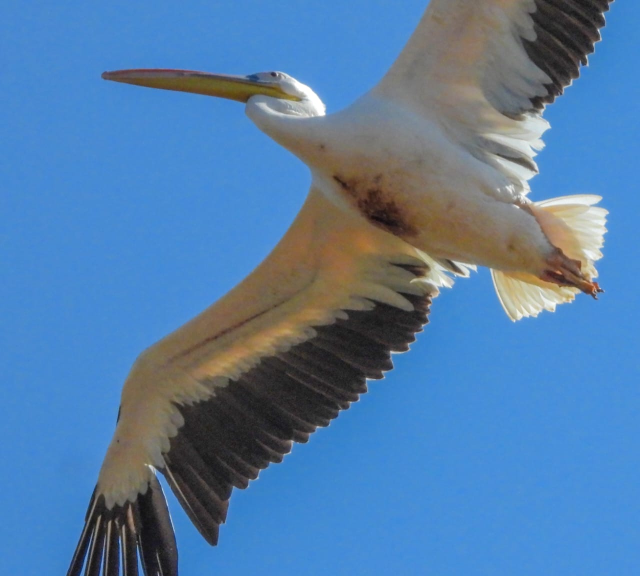 Marine Birds of North Lebanon – A Crucial Conservation Effort | Society ...
