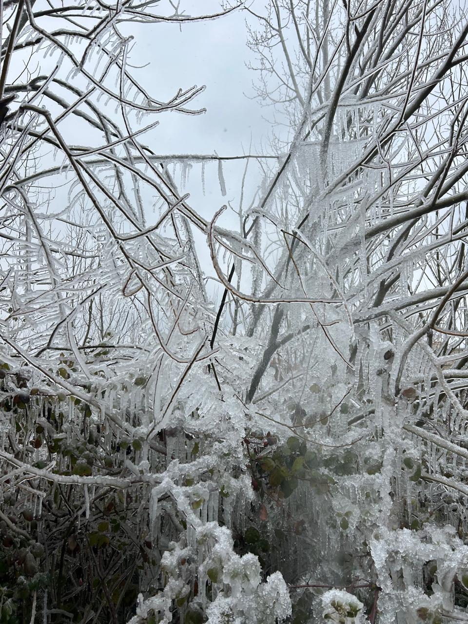 Hima's Winter Tapestry: Nature's Resilience in Storm and Snow | Society ...