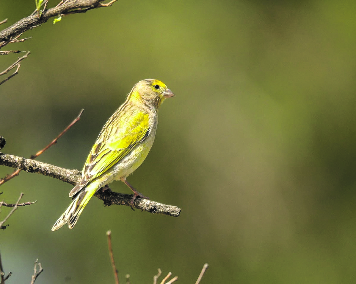 Rare Bird Club: BirdLife International Heroes Saving 1,286 Endangered ...