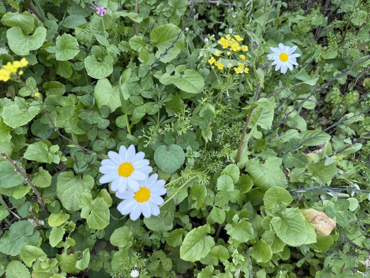 A Blooming Paradise: The Quranic Garden in Hima Kayfoun in March 2025 ...