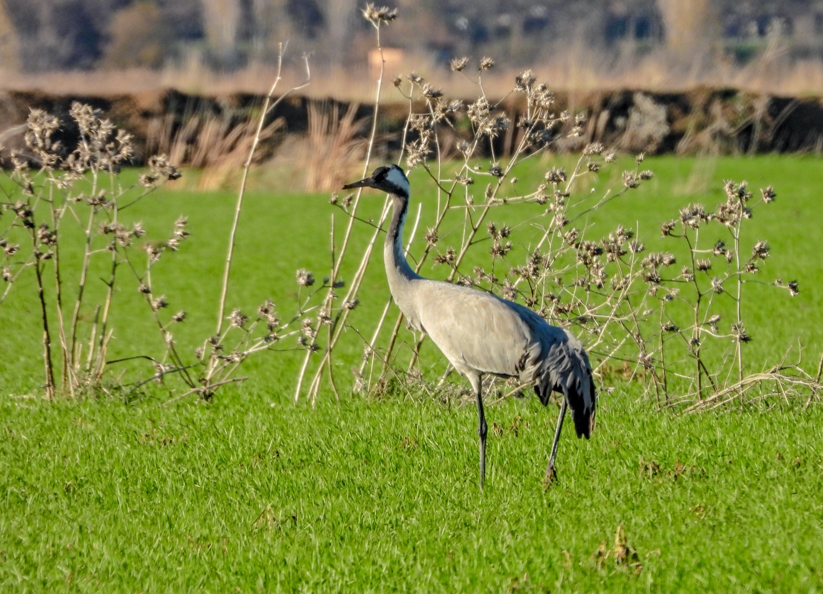 The Common Crane... A Sky Visitor Worth Protecting! | Society for the ...