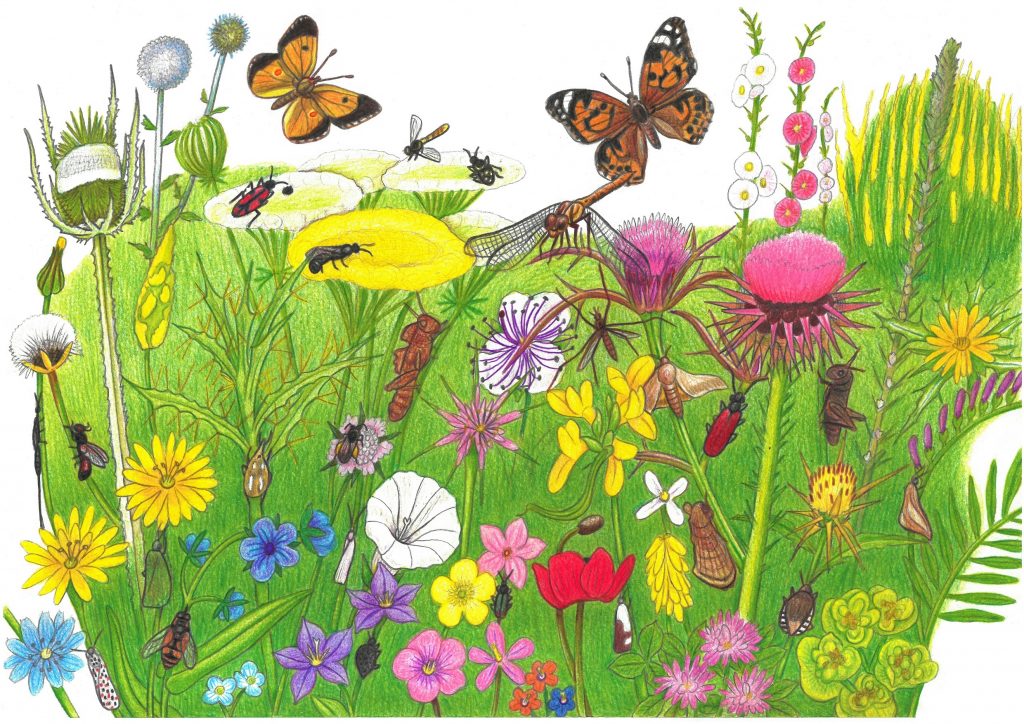 Mapping Lebanon’s Biodiversity: A Month in the Life of a Biomonitoring ...