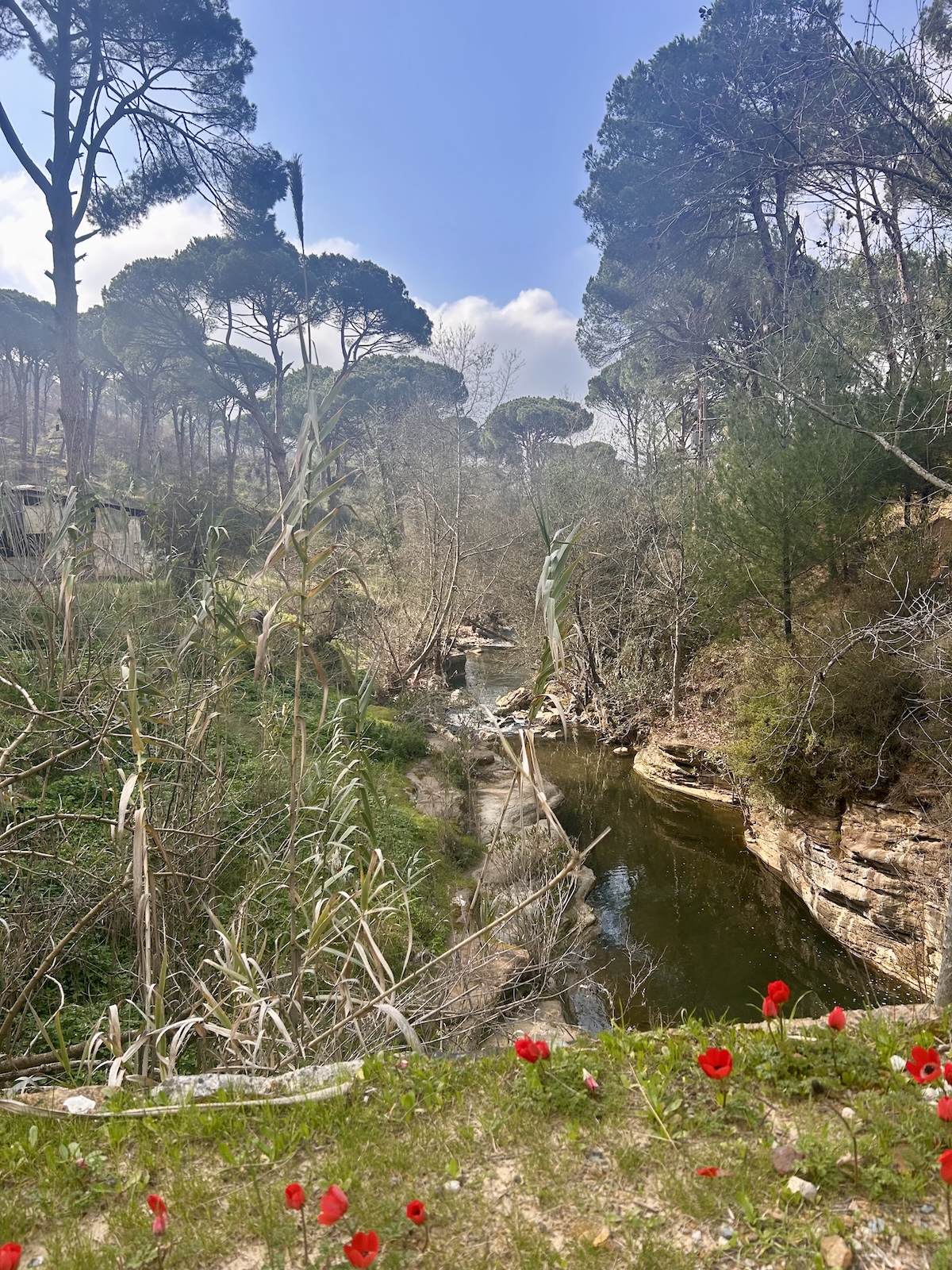 Beirut River Valley: Towards Establishing Lebanon’s First Natural Park ...