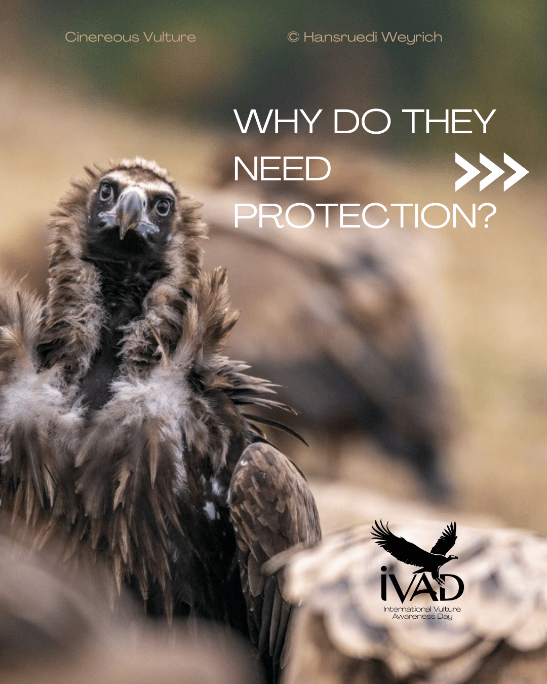 Nature’s Silent Guardians: Celebrating Vultures on International ...